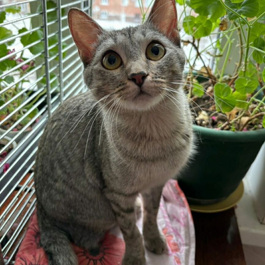 Взрослая кошка в добрые руки