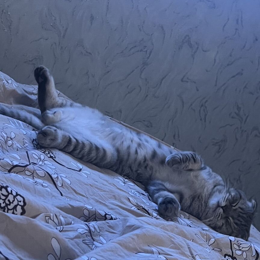 Шотландский вислоухий длинношёрстный котёнок