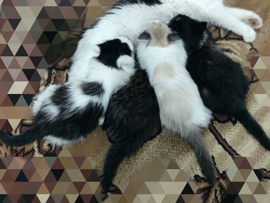 Котята мышеловы