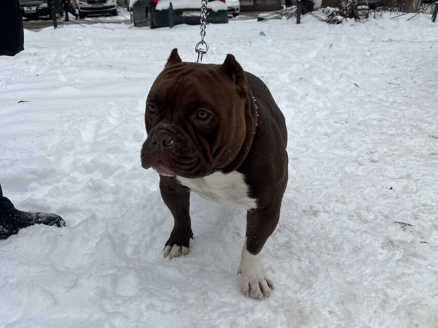 Американский булли покет вязка