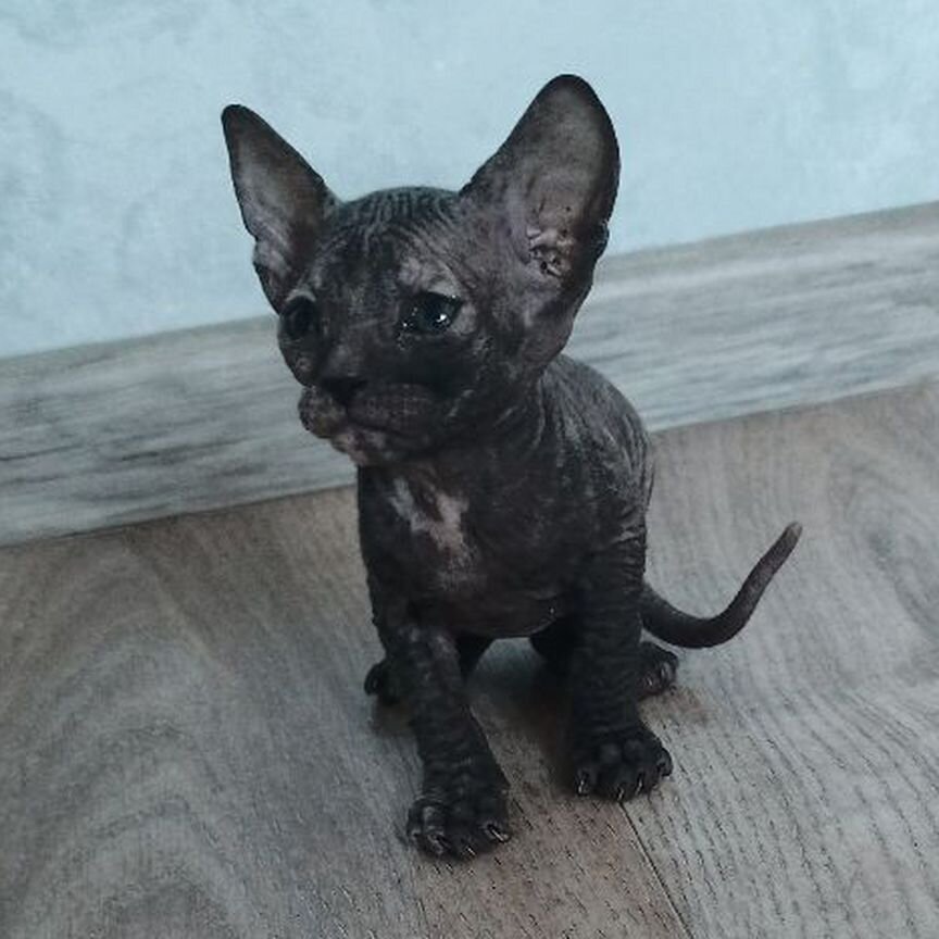Донской сфинкс котята