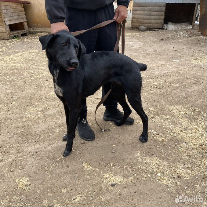 Собака метис охотничьей