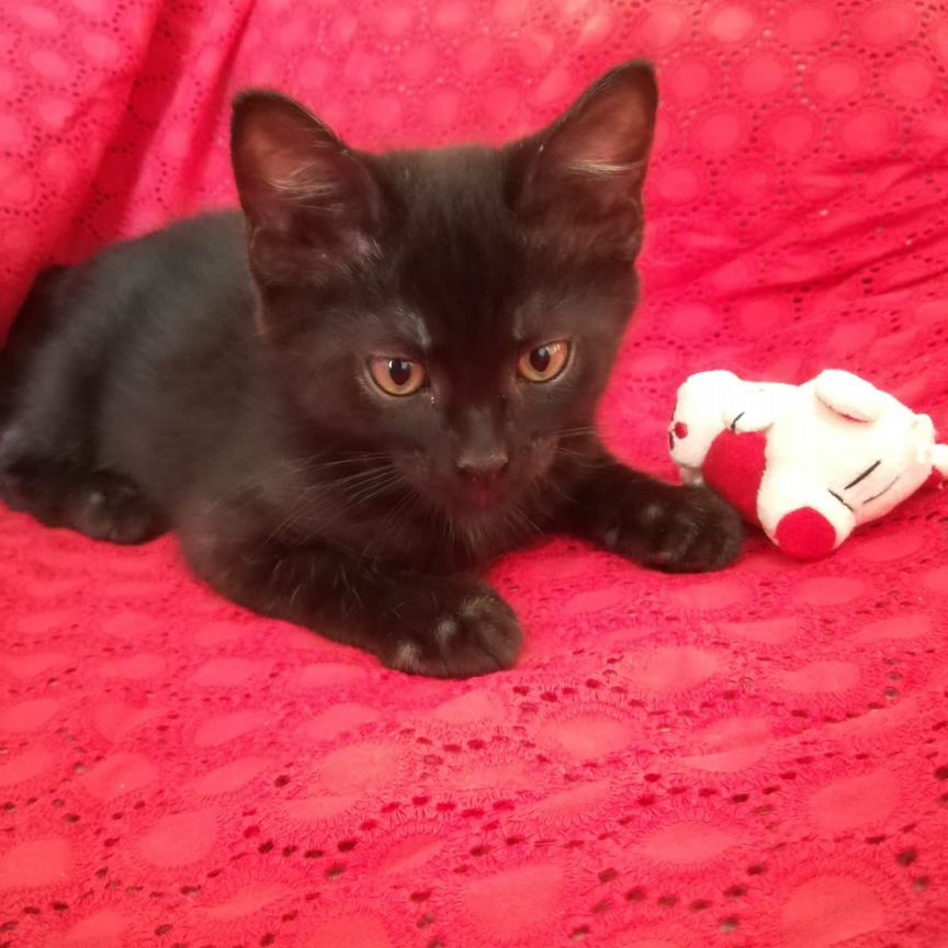Котенок Мальчик
