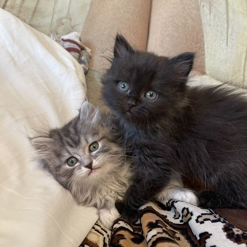 Отдам котят в добрые руки