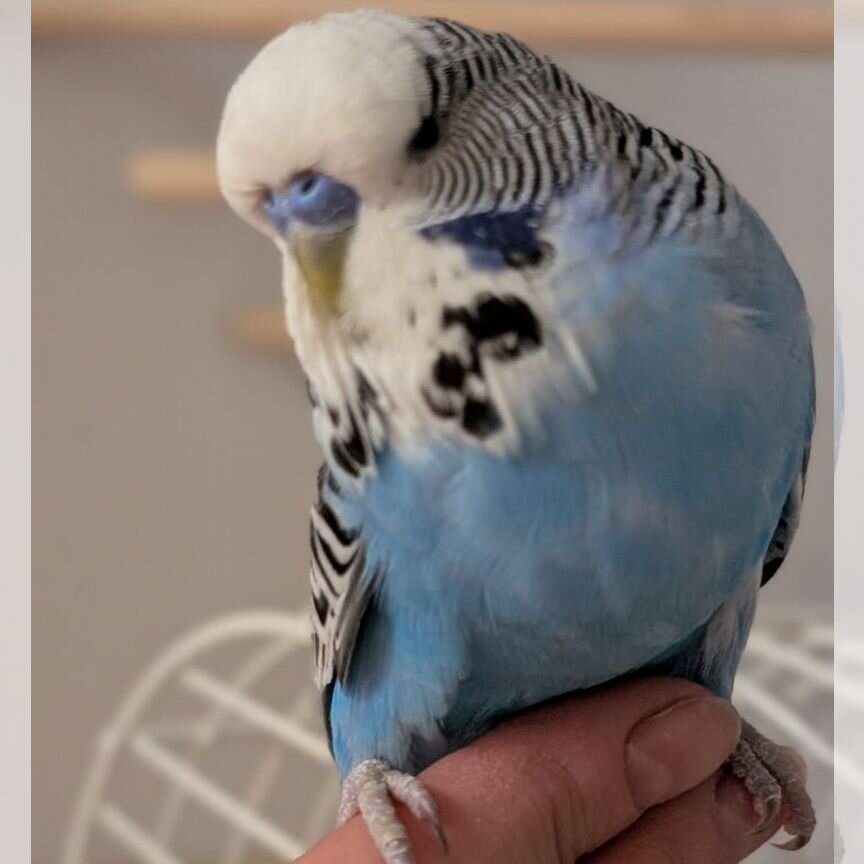 Выставочный Волнистый Попугай ввп Чех