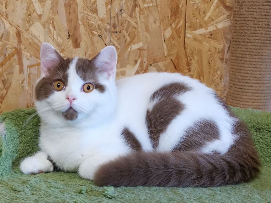 Цинамон арлекин британец