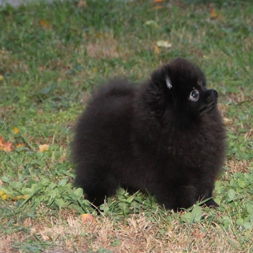 Померанский шпиц