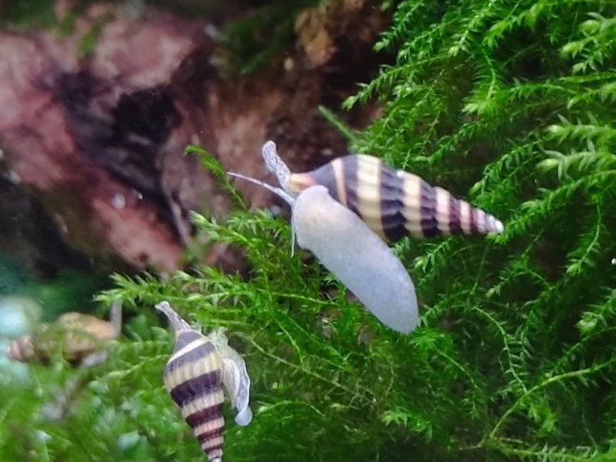 Улитки Хелены