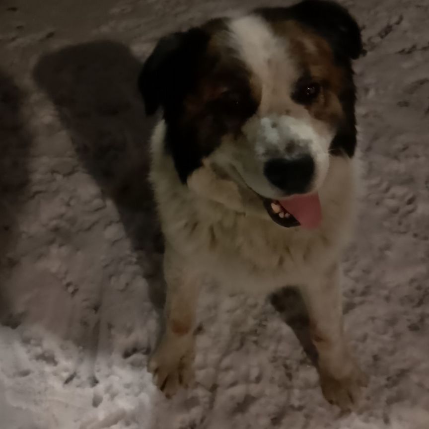 Московская сторожевая, взрослый пёс