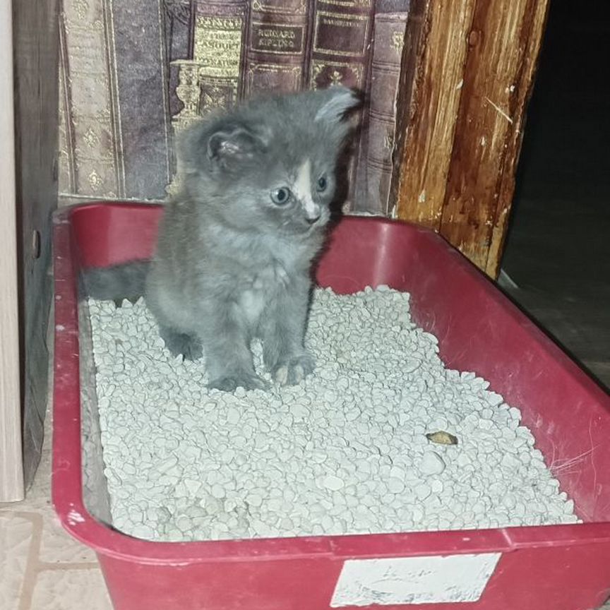 Котята бесплатно