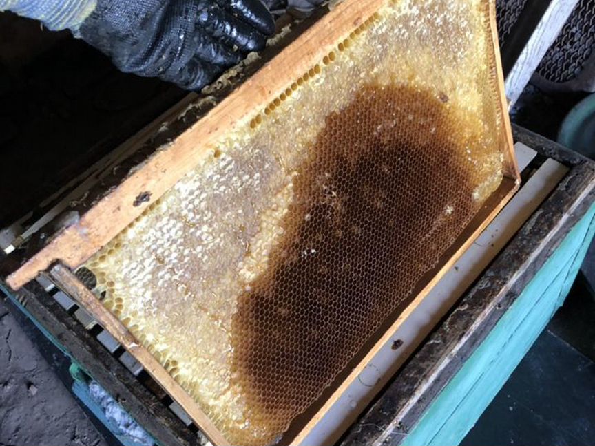 Рамки с мёдом в сотах для кормления пчёл для ульев