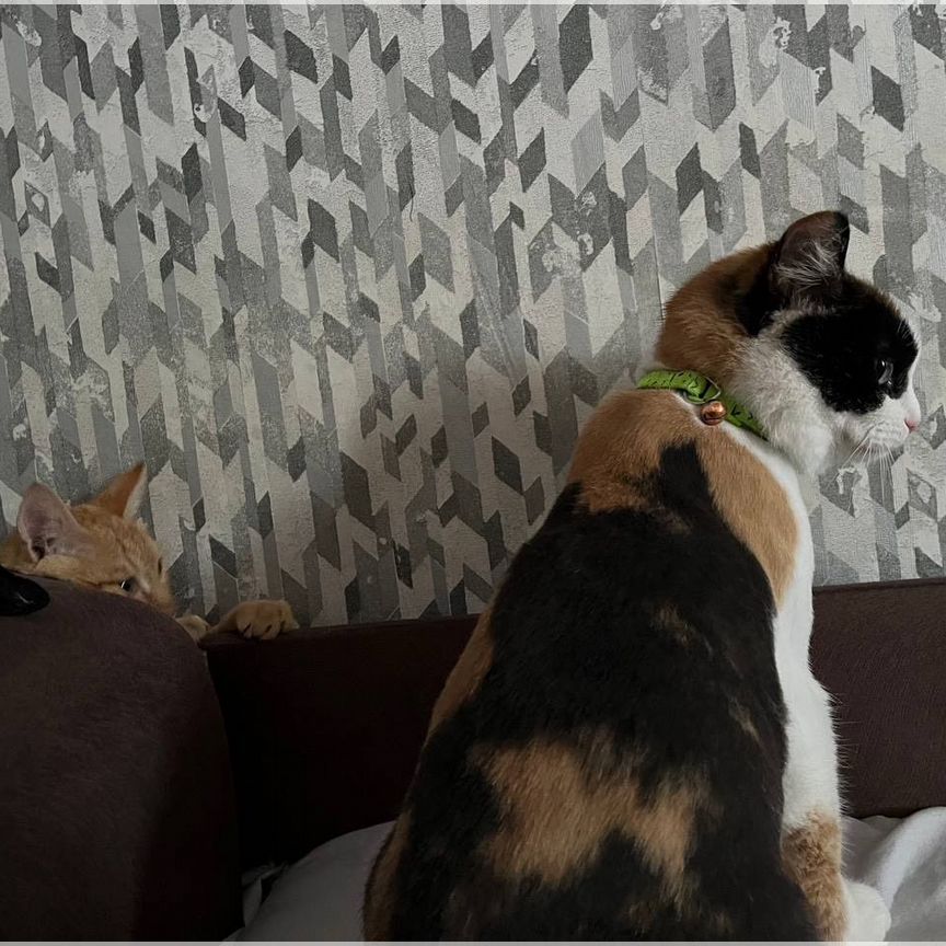 Взрослая кошка в добрые руки