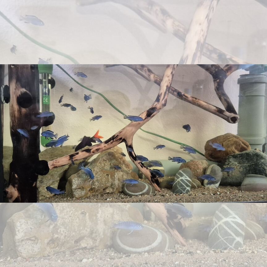 Рыбки цихлиды, псевдотрофеус пиндани