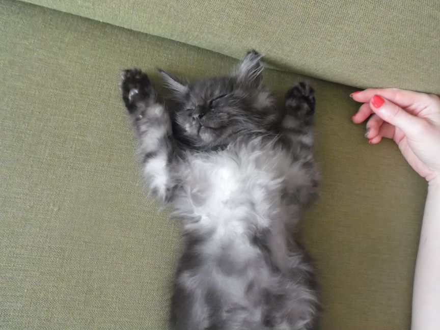 Вязка кот Мейн-кун