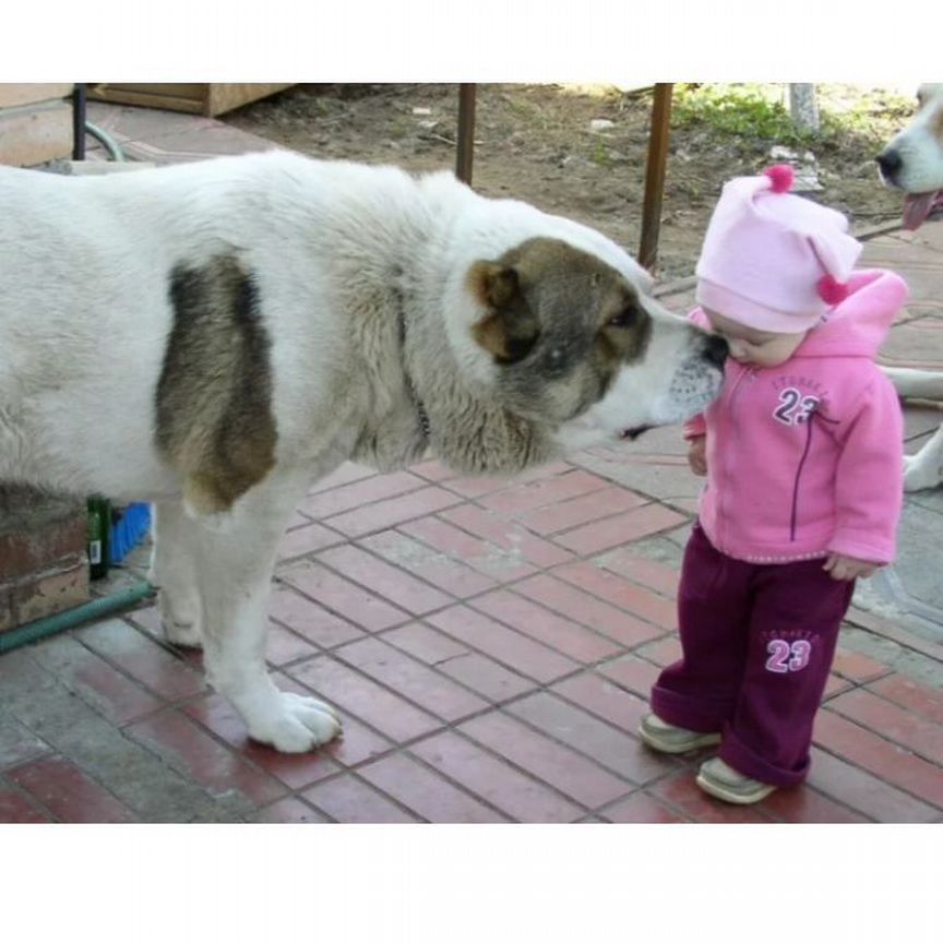 Азиатская овчарка