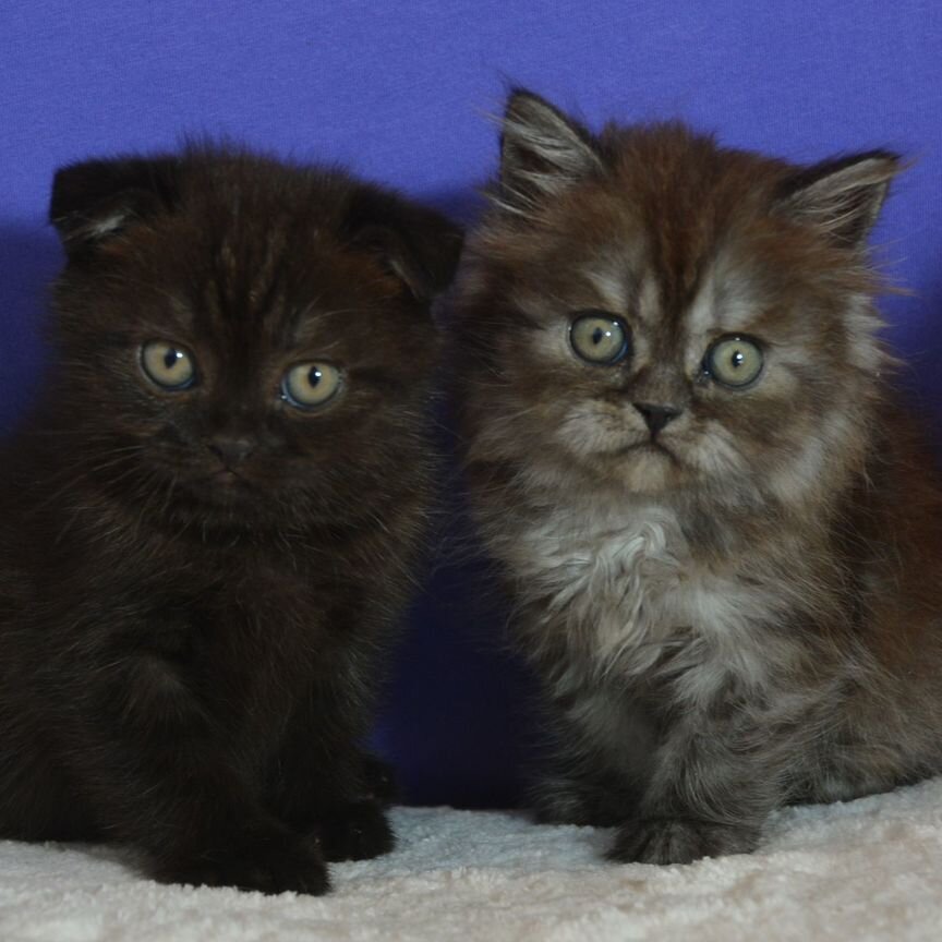 Черная вислоухая и дым