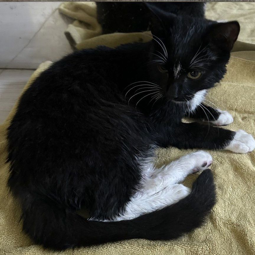 Котёнок в добрые руки