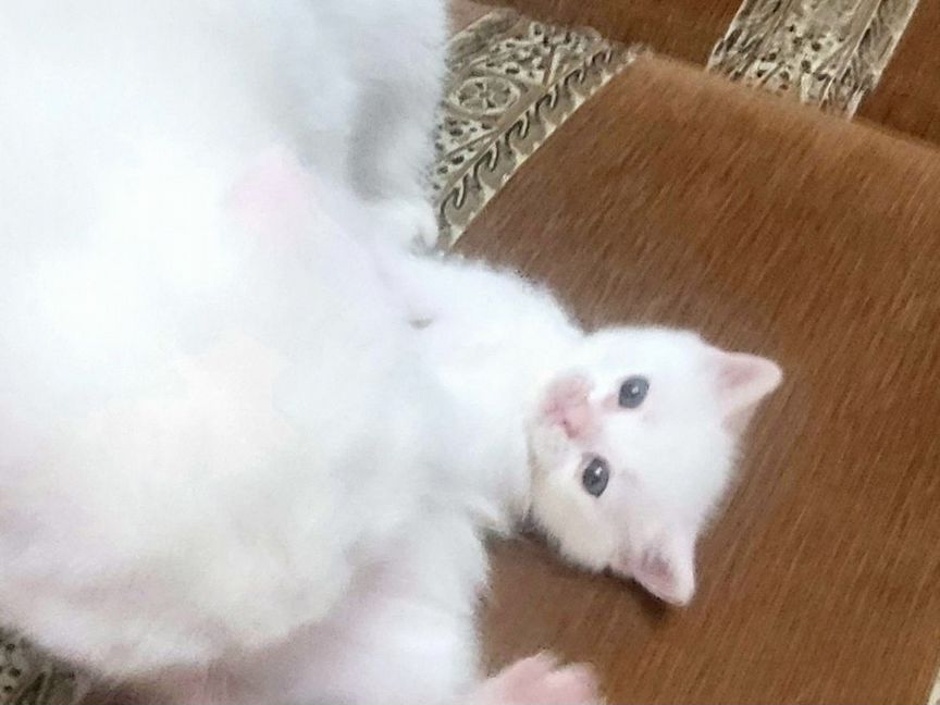 Британские котята белые