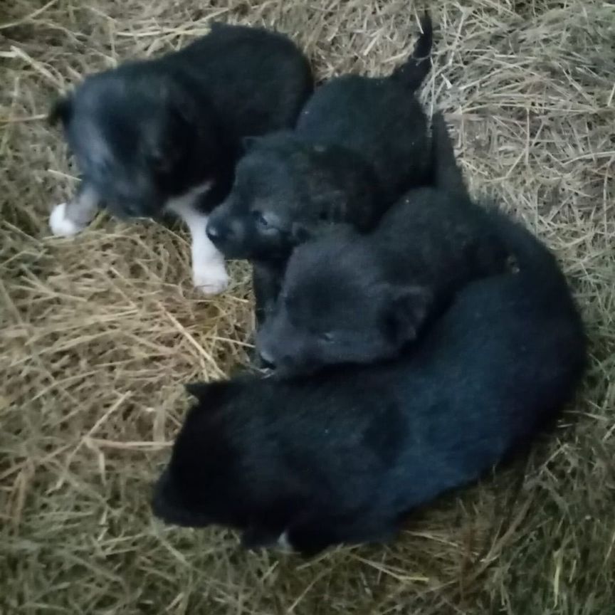 Продам шенков лайки