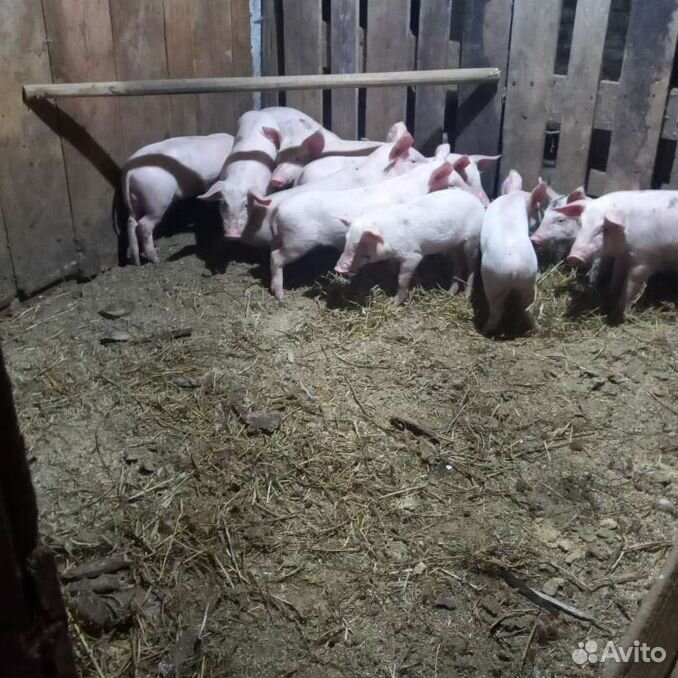 Поросенок ландрас