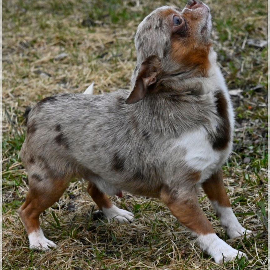 Чихуахуа, вязка