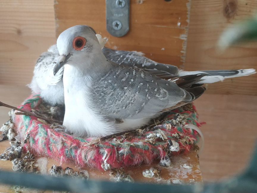 Продаются брильянтовые горлицы