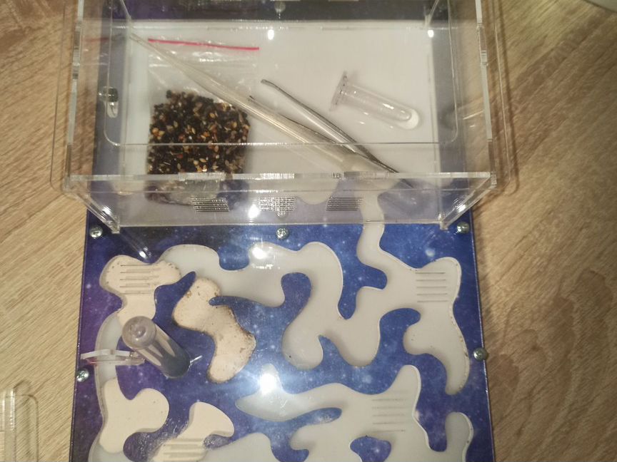 Муравьиная ферма