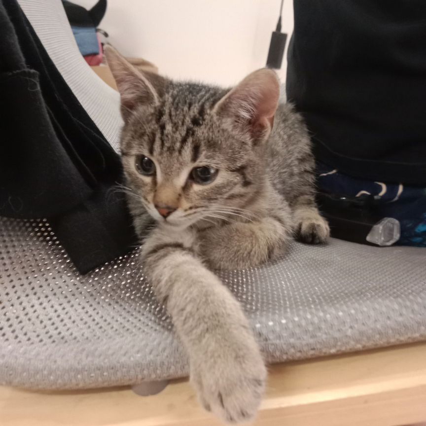 Котята