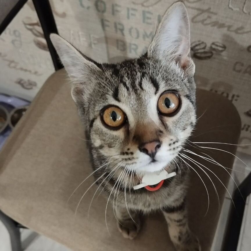 Кошечка помесь с бенгальской