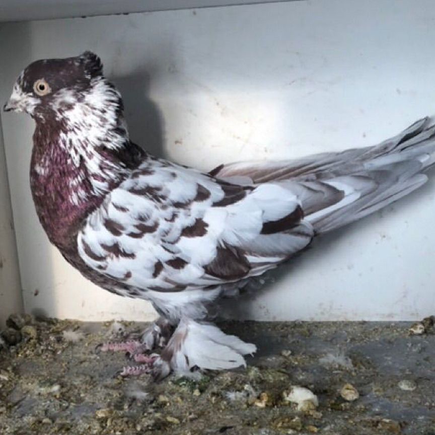 Андижанский Голубь