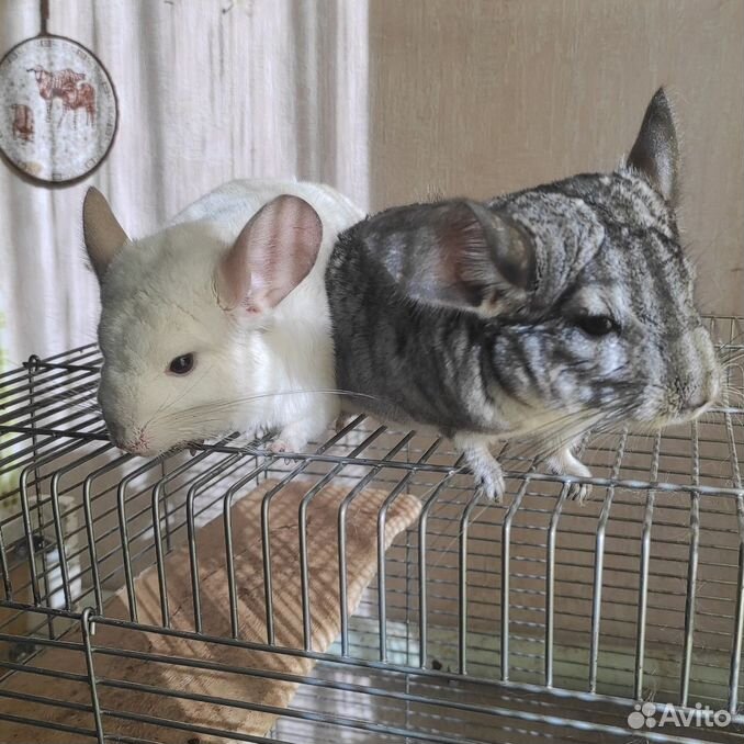 Серебристая шиншилла вислоухая