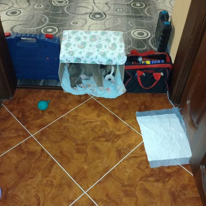 Щенок Алабай