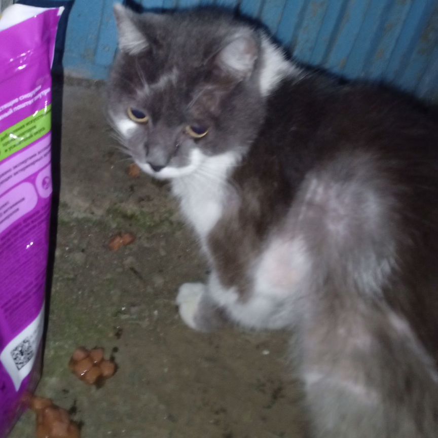 Взрослый кот в добрые руки