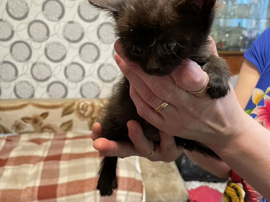 Ищу доброго хозяина