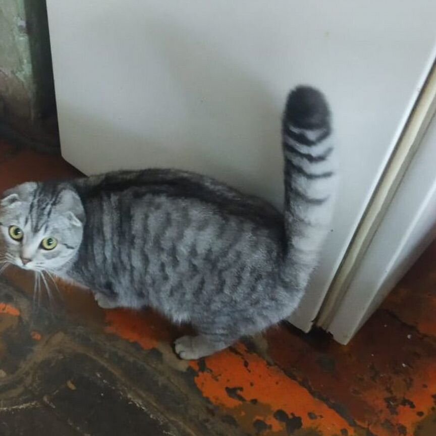 Шотландская кошка