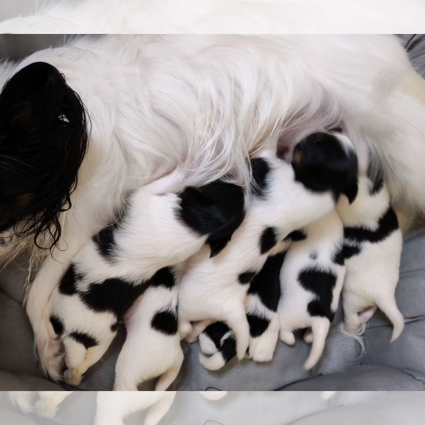 Континентальный той-спаниель папильон, щенок