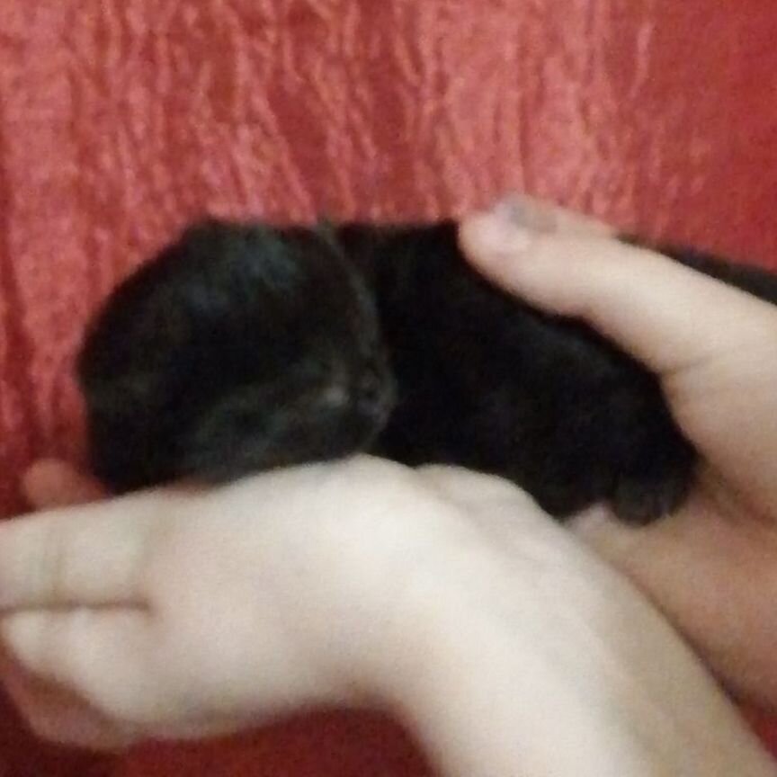 Мейн-кун котёнок