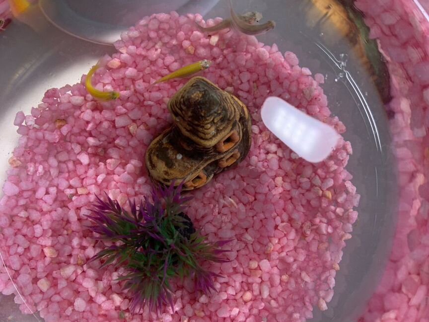 Аквариумные рыбки