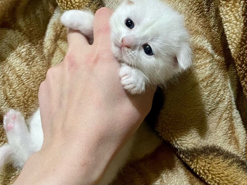 Шотландские котята вислоухие/прямоухие