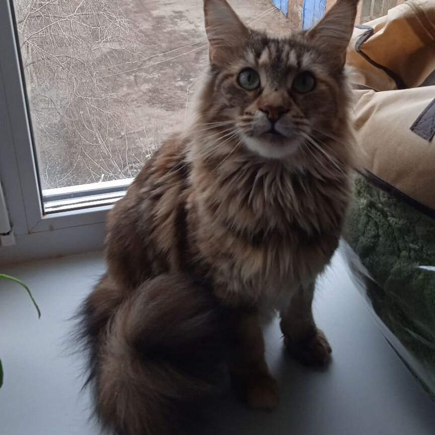 Мейн-кун котёнок