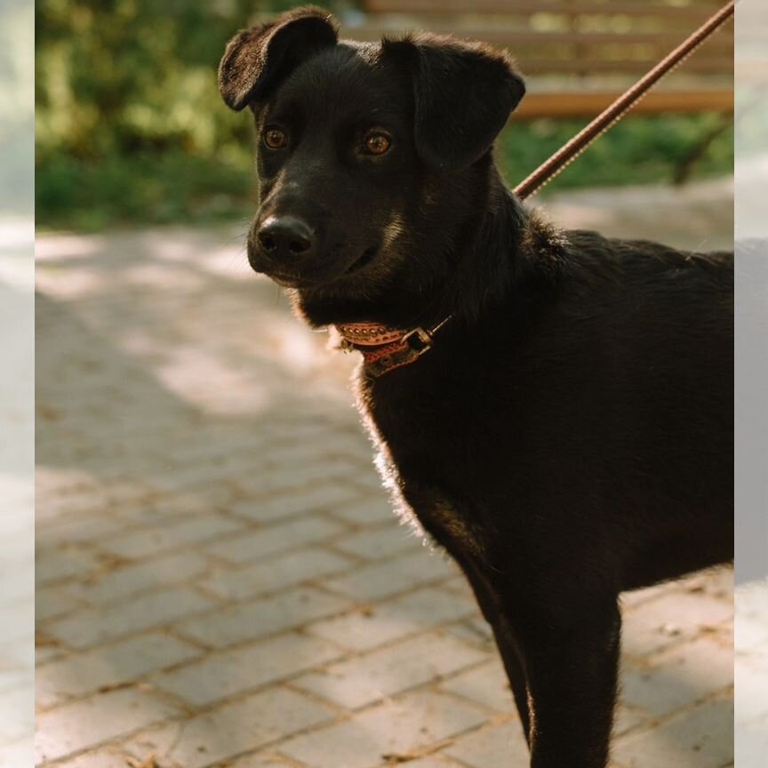 Собаки из приюта: добрая Черри