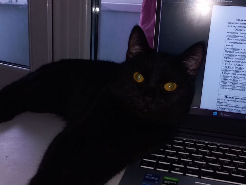 Кот Люцик