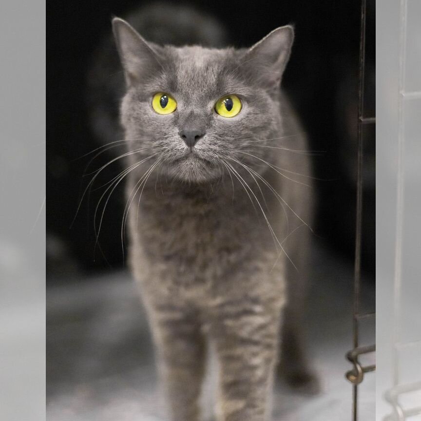 Взрослая, кошка в добрые руки