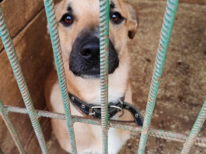 Маленький пёсик грустит в приюте