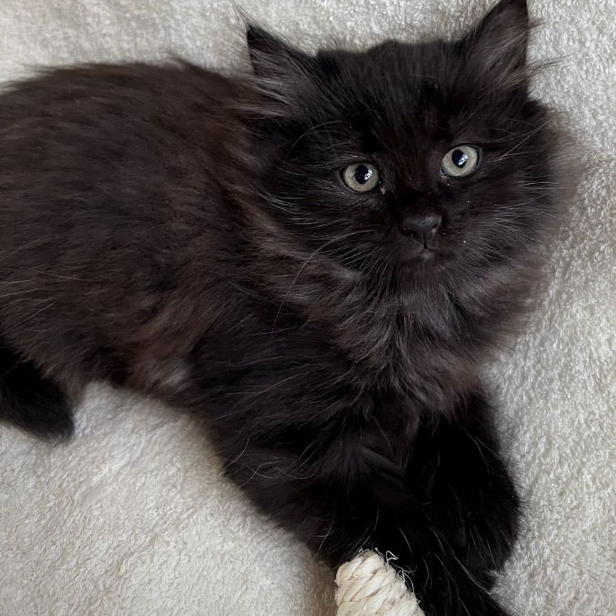 Британский длинношёрстный котёнок