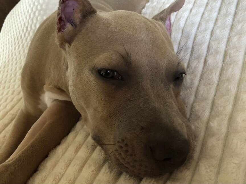 Продам стаффа