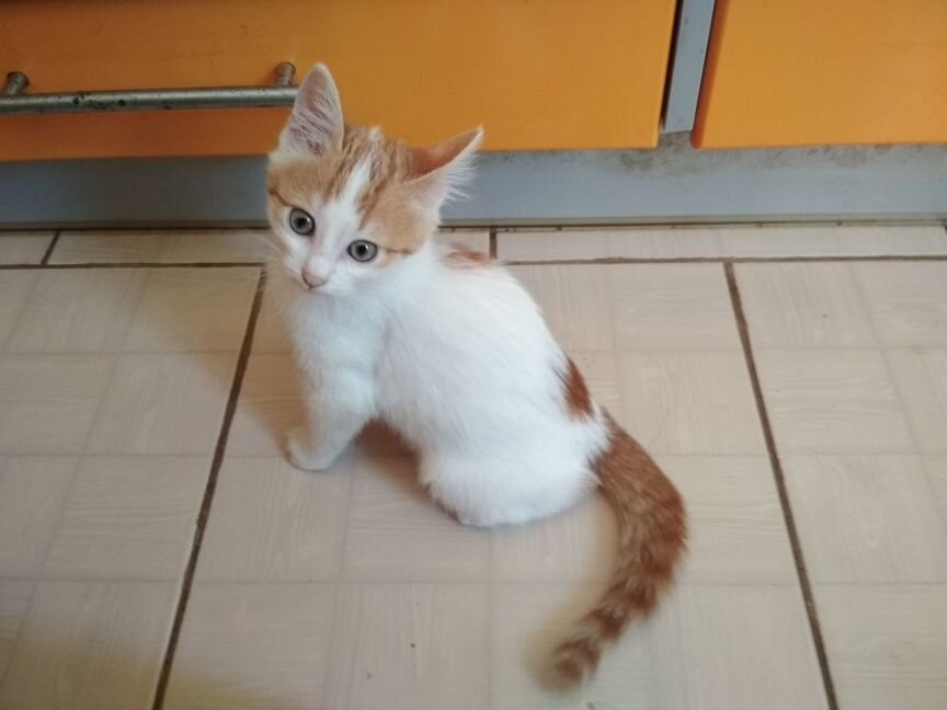 Котята ищут себе семью