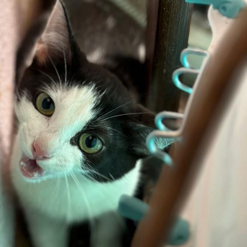 Котенок девочка в добрые руки