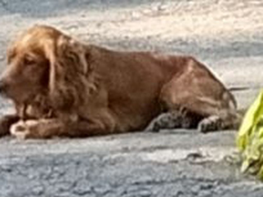 Вязка Кокер спаниель