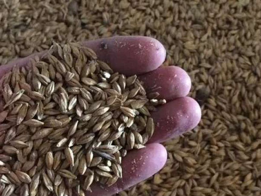 Продаётся ячмень фуражный